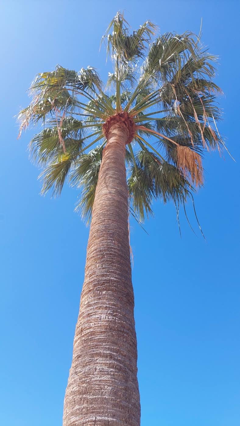 Palmera canaria (Phoenix canariensis) – Tours San Sebastián